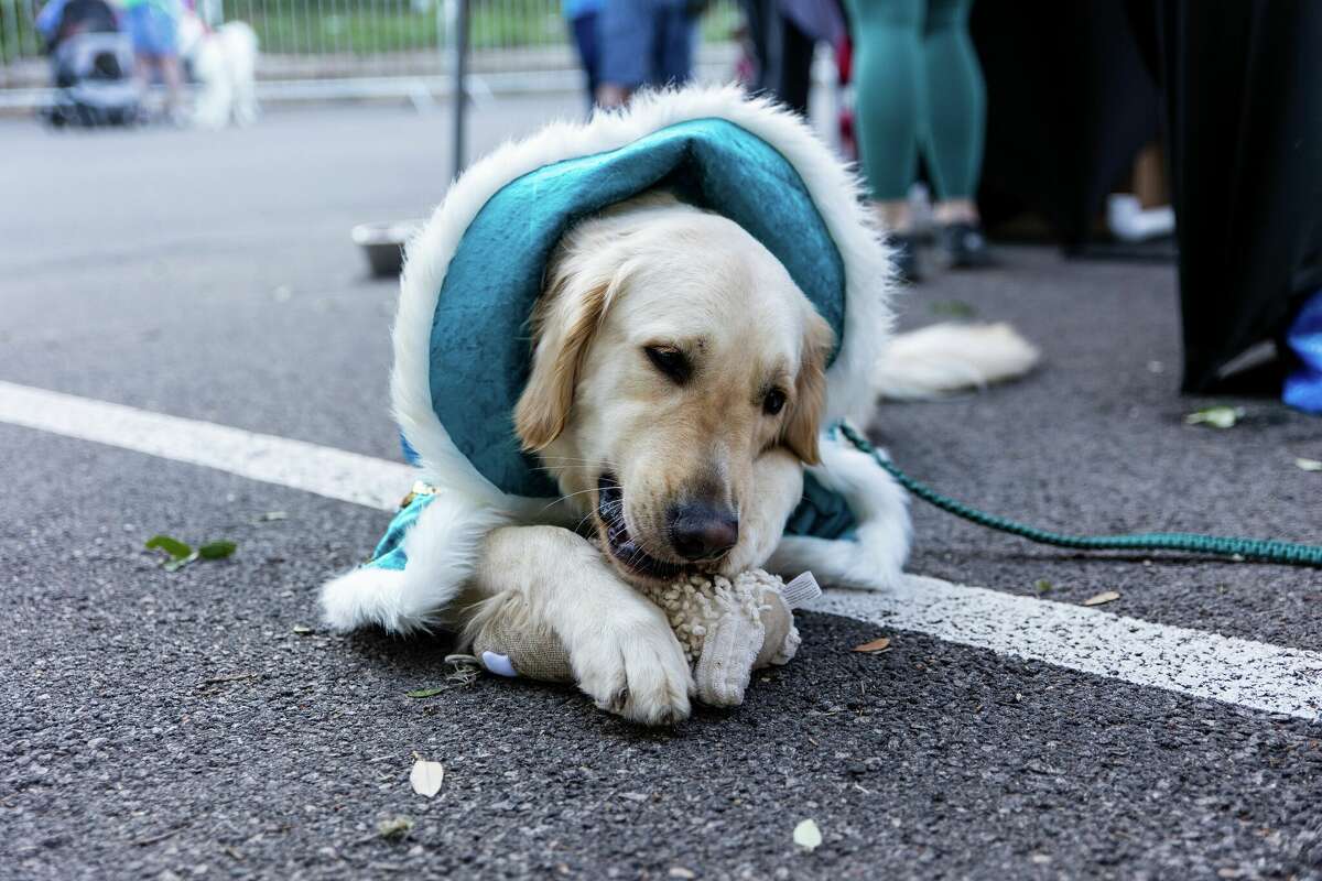 Fiesta's Pooch Parade takes over Alamo Heights