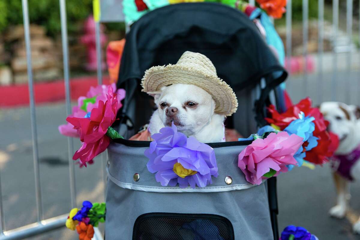 Fiesta's Pooch Parade takes over Alamo Heights