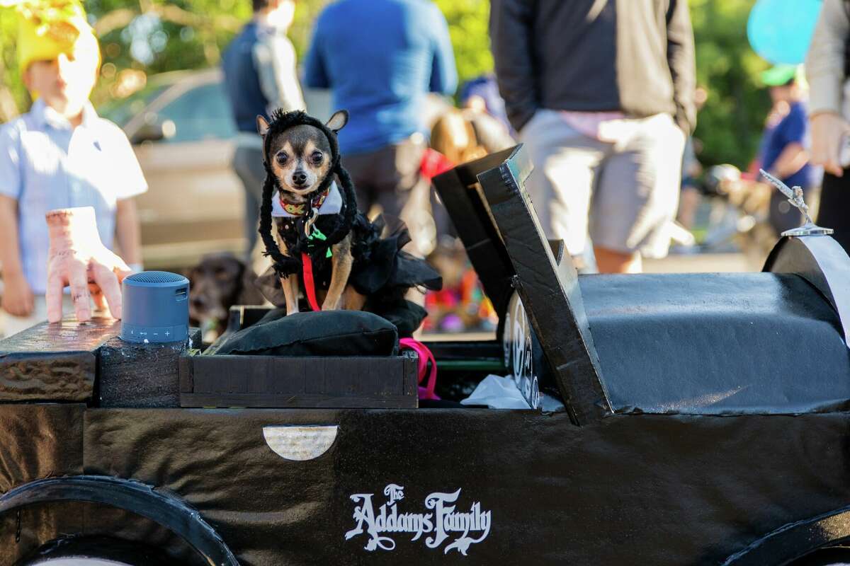 Fiesta's Pooch Parade takes over Alamo Heights