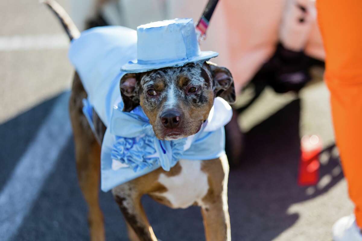 Fiesta's Pooch Parade takes over Alamo Heights