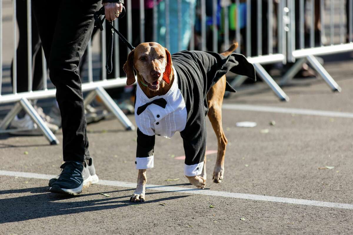 Fiesta's Pooch Parade takes over Alamo Heights