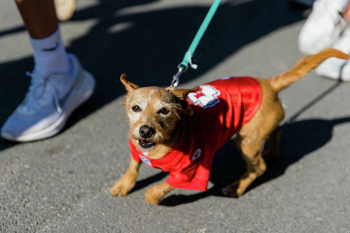 Fiesta's Pooch Parade takes over Alamo Heights