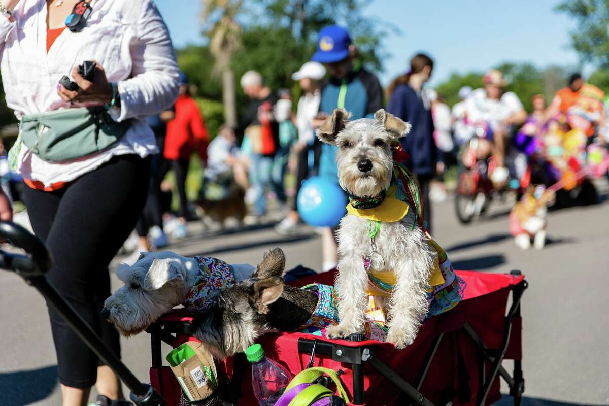Fiesta's Pooch Parade takes over Alamo Heights