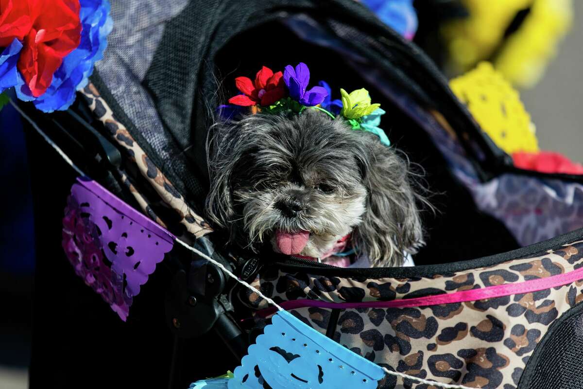 Fiesta's Pooch Parade takes over Alamo Heights