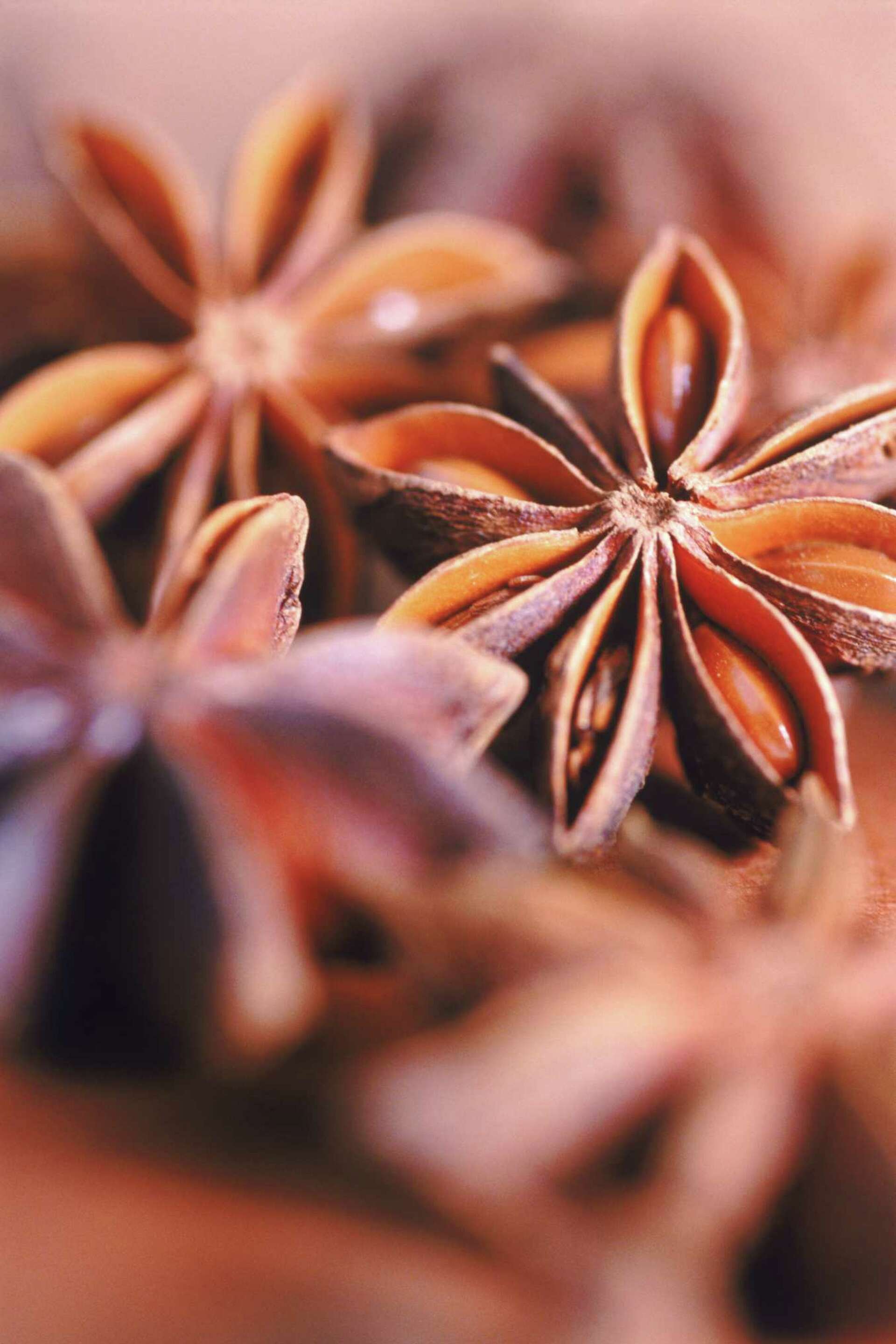 Characteristics of an Anise Shrub