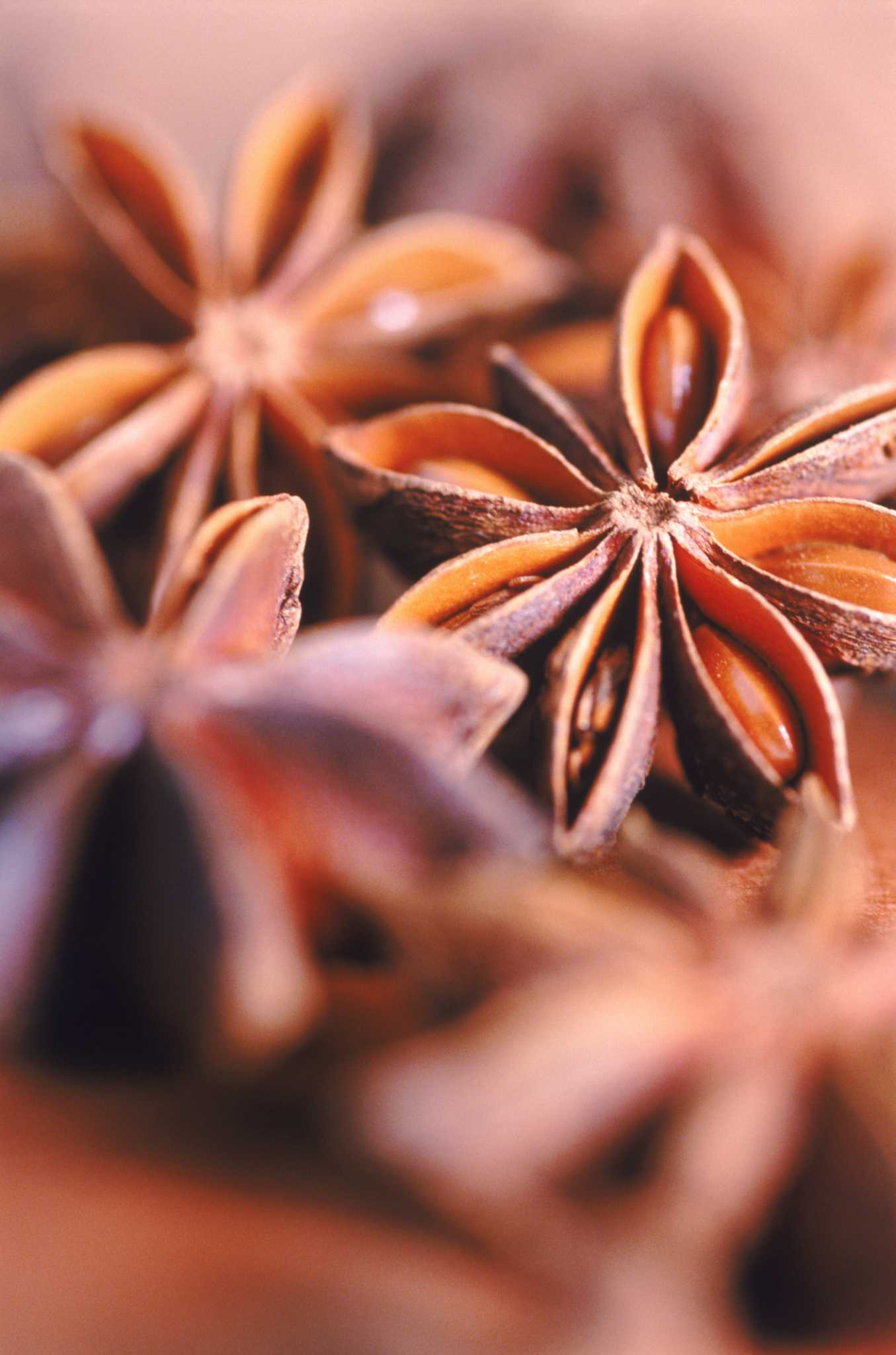 Characteristics of an Anise Shrub