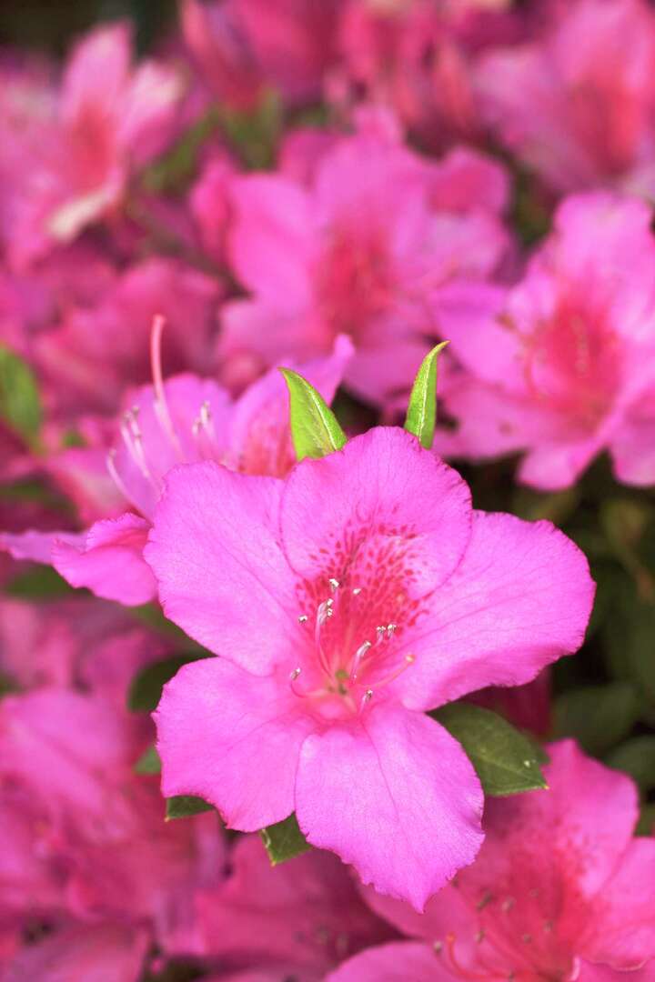 What pH Level Do Azaleas Like?