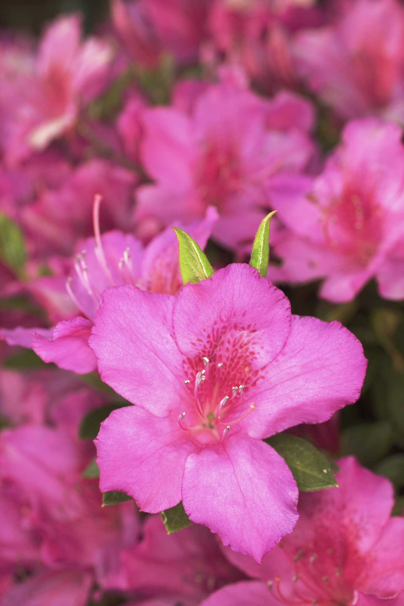 How to Get Acidic Soil for Azaleas