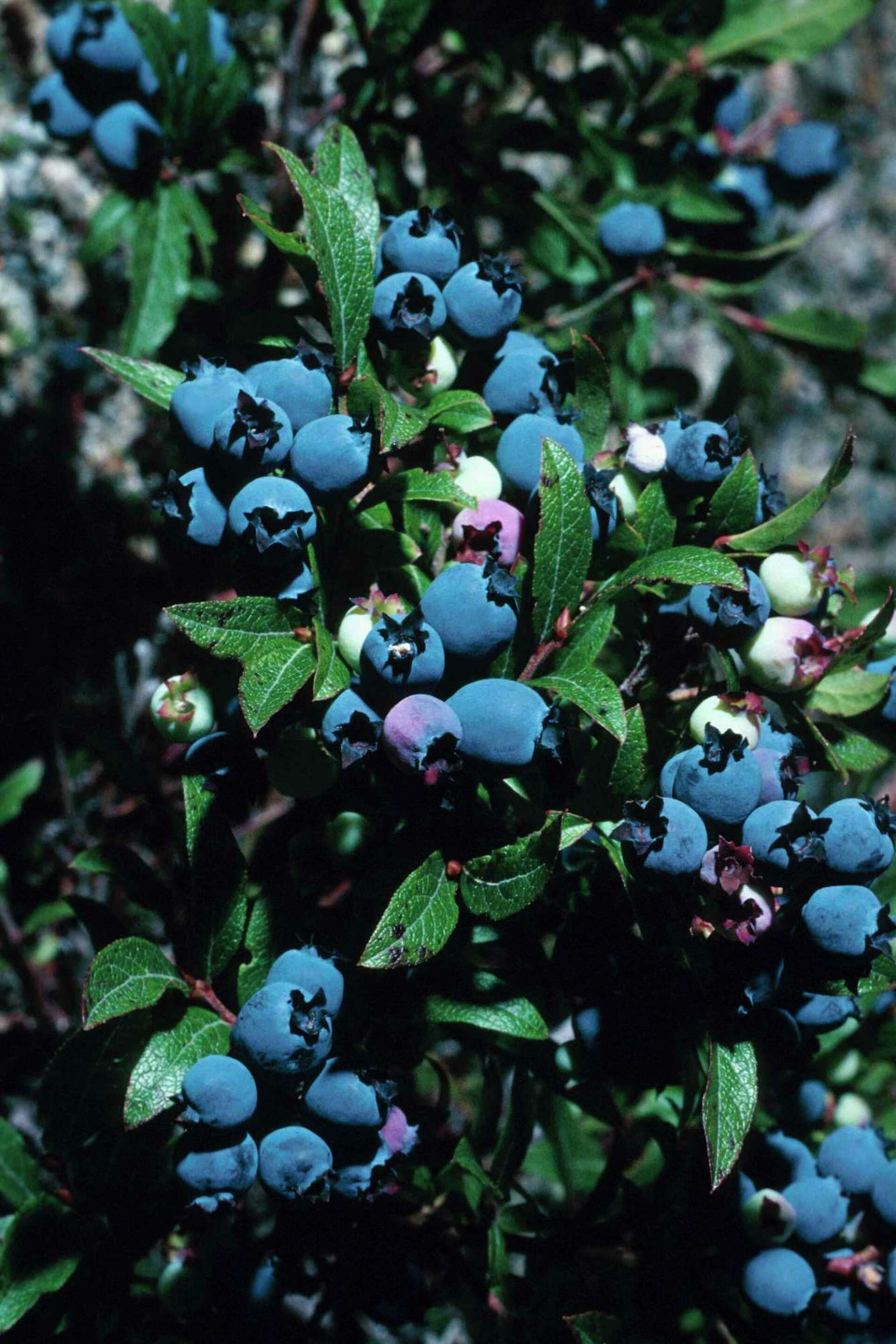 How to Plant Blueberries in Pairs