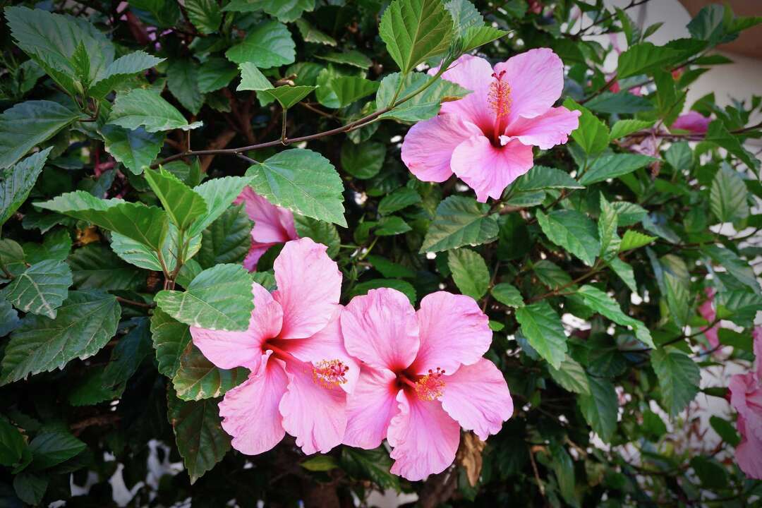 Gumamela Flower: How to Care for & Grow Tropical Hibiscus
