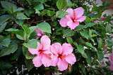 Gumamela Flower: How to Care for & Grow Tropical Hibiscus
