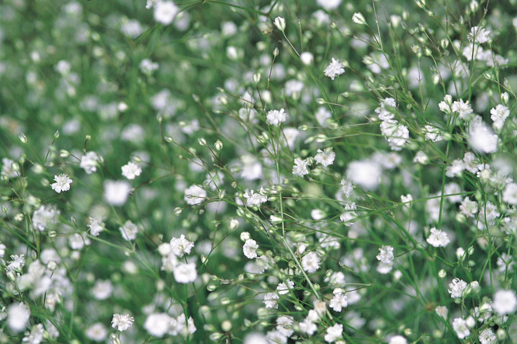 Characteristics of Gypsophila
