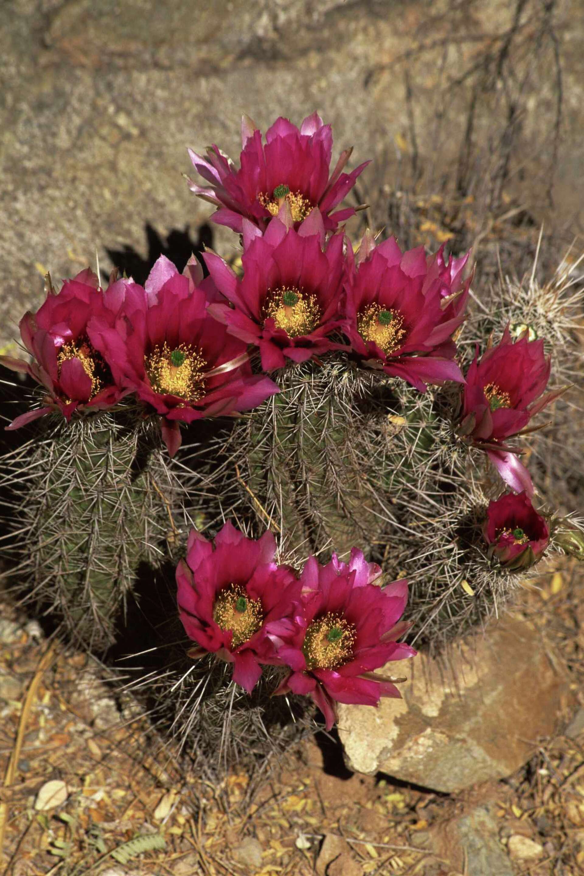 Hedgehog Cactus Facts
