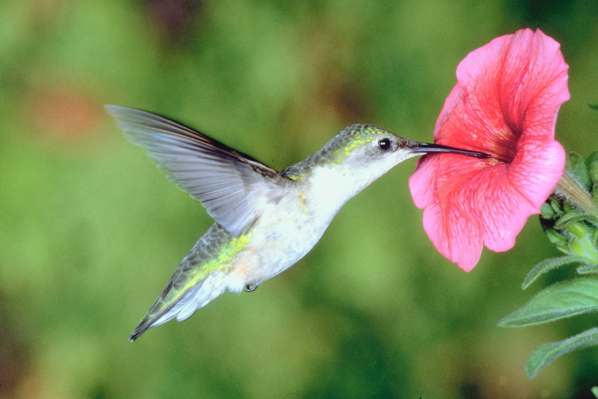 Hummingbird Flowers