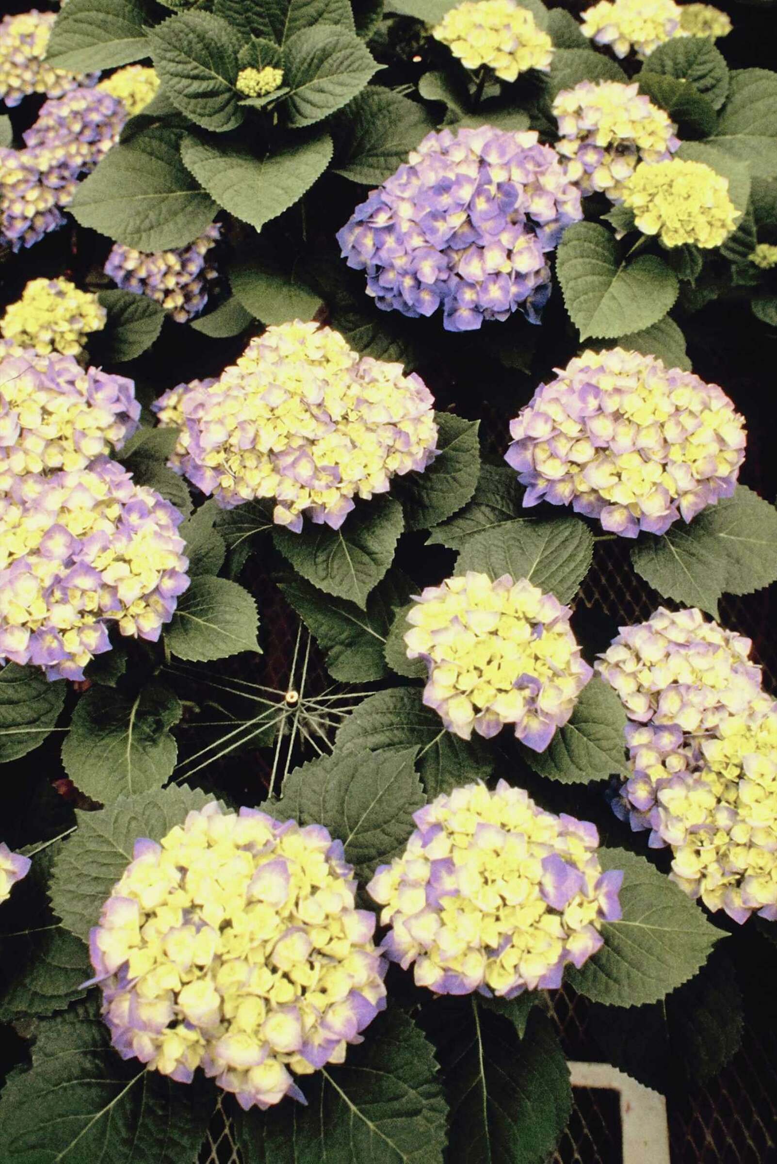 Characteristics of the Hydrangeaceae Plant Family