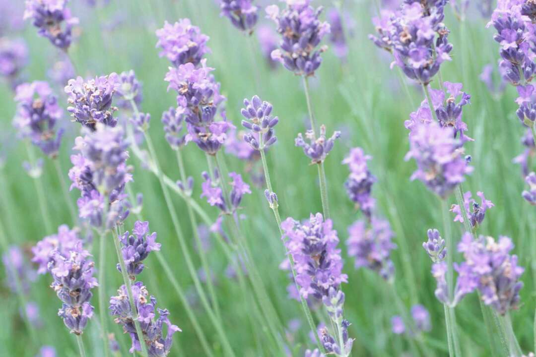 Strongest-Scented Varieties of Lavender