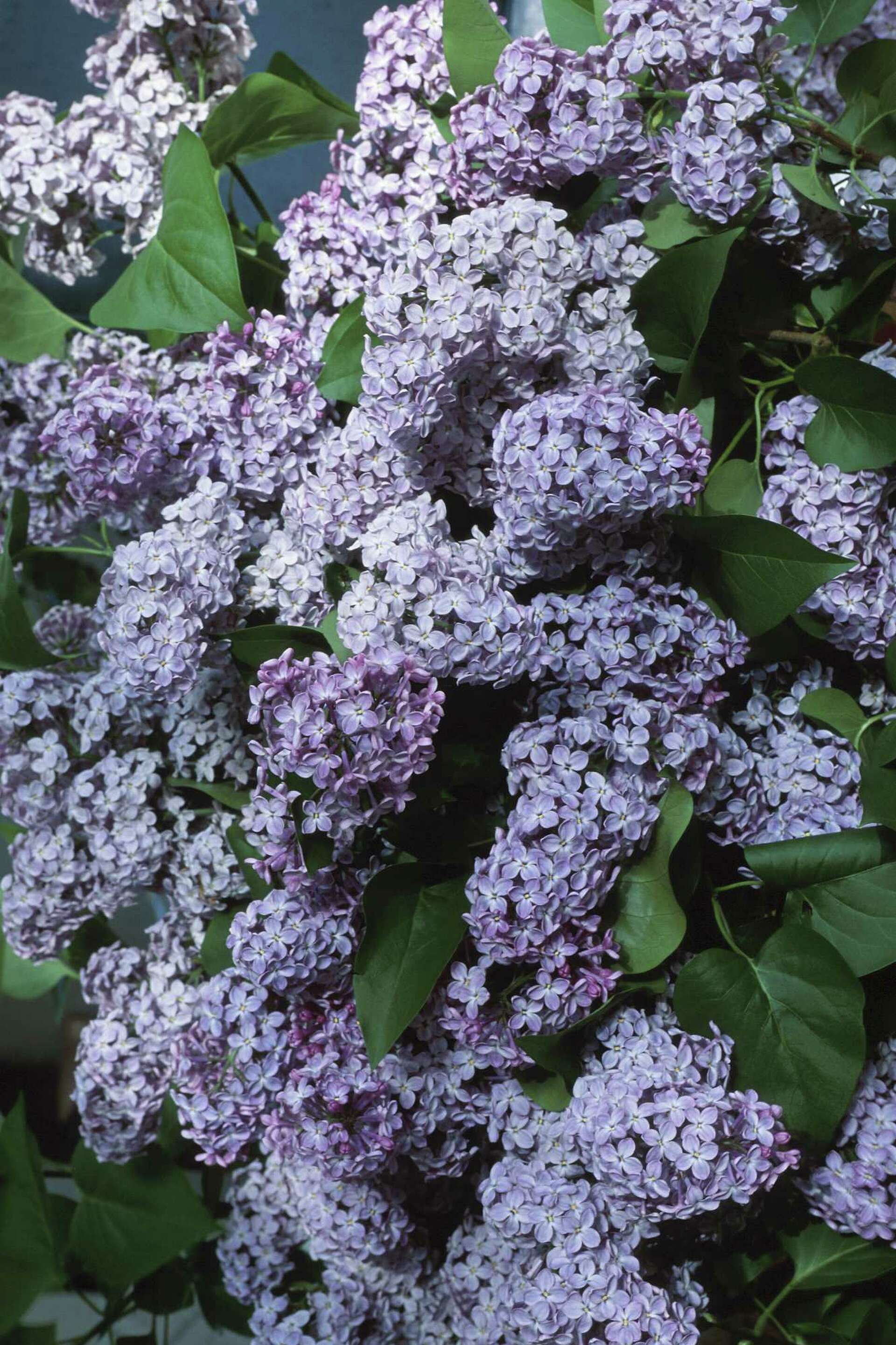 How to Rescue a Diseased Lilac Bush