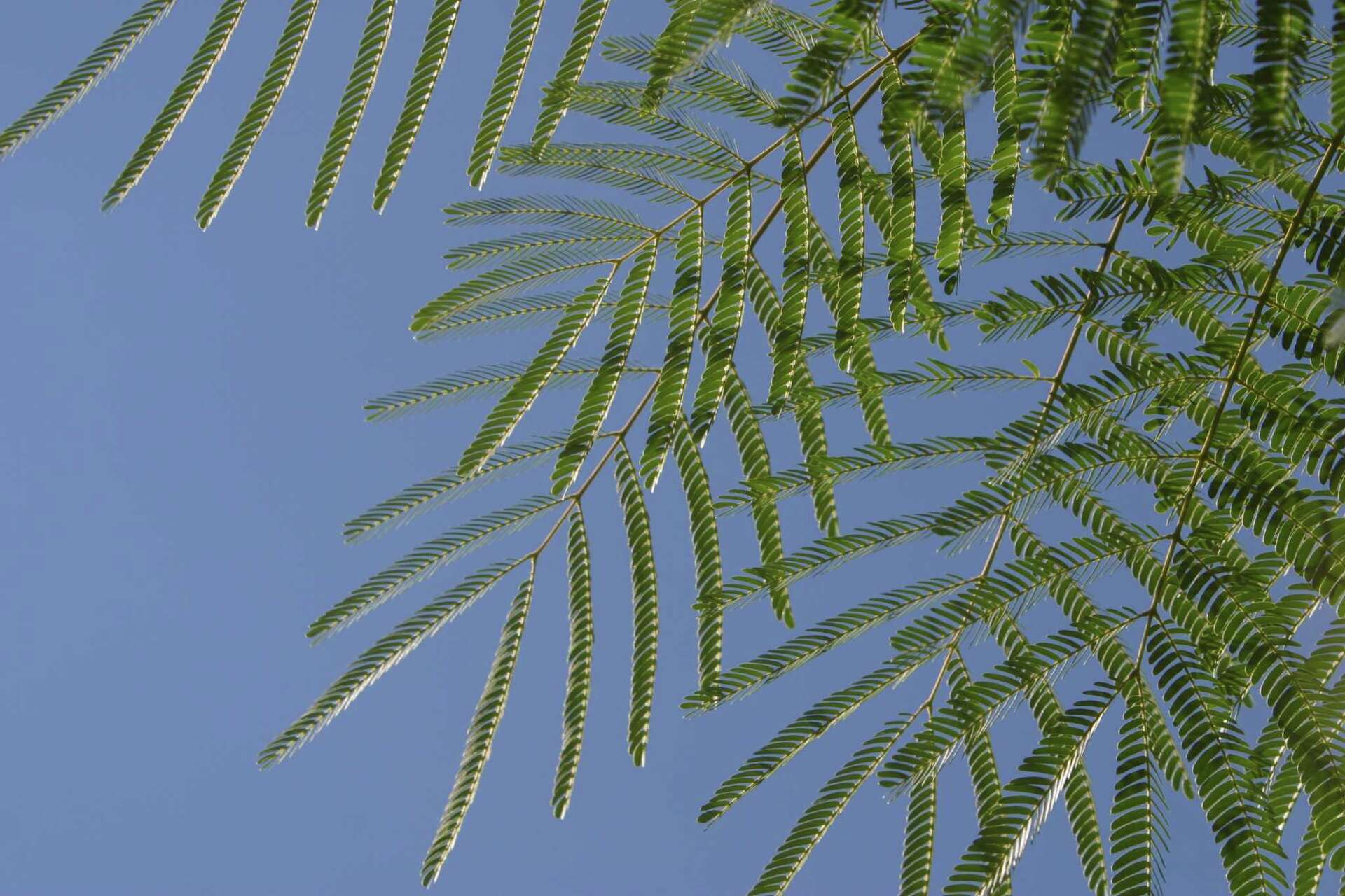 How to Grow a Tickle Me Plant
