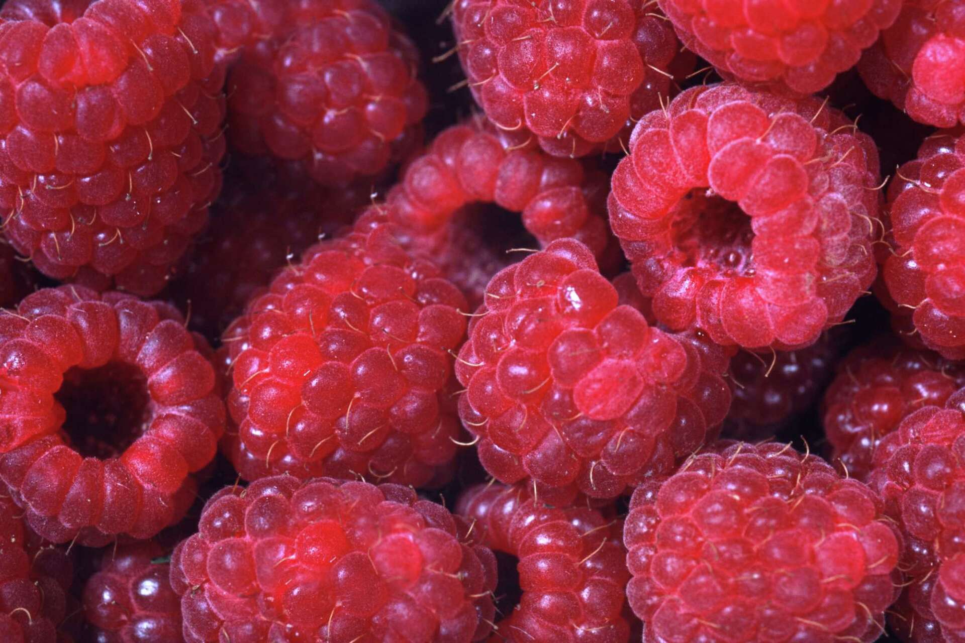 Characteristics of the Raspberry