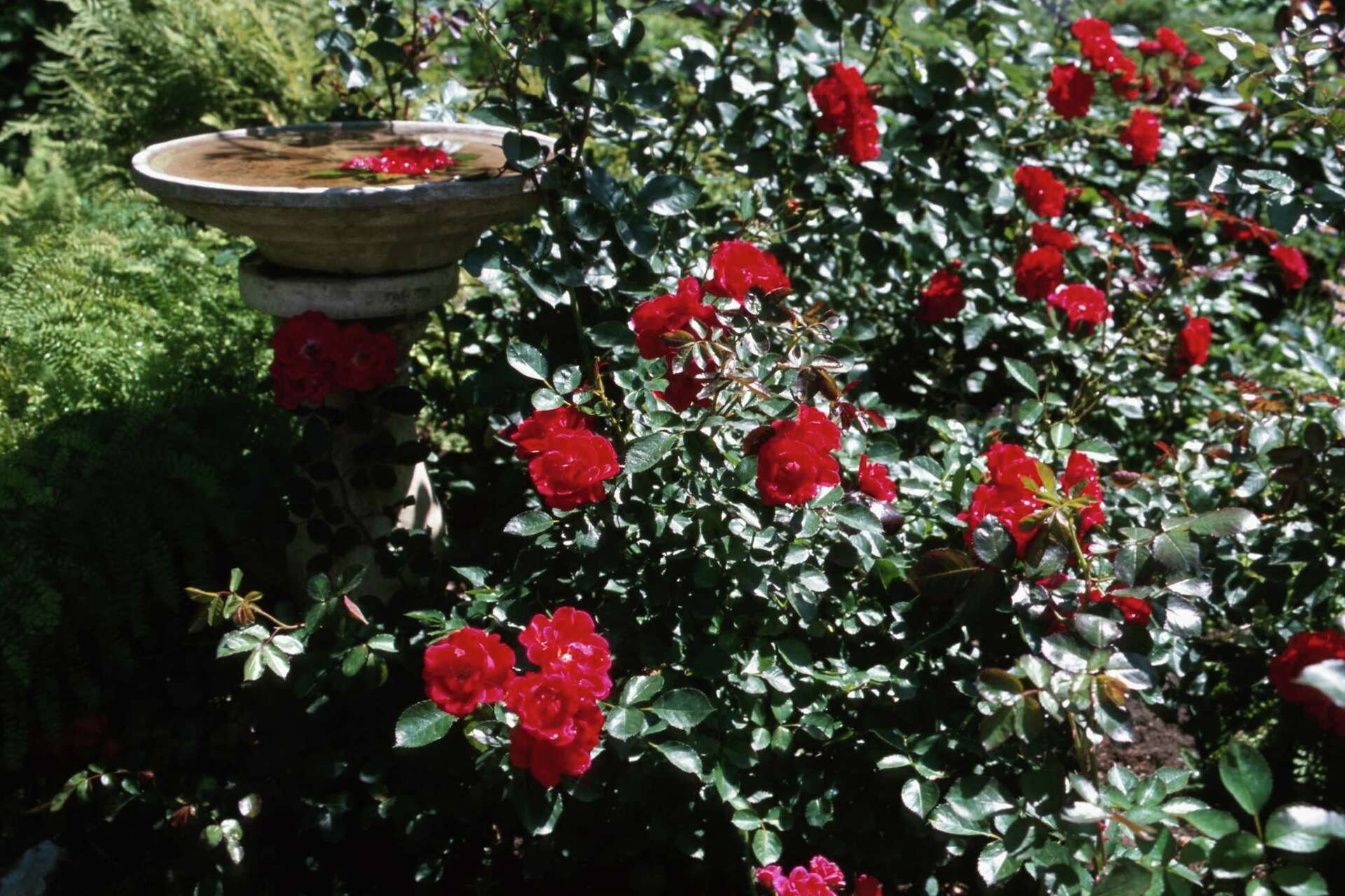 Can Knockout Be Planted in a Barrel?