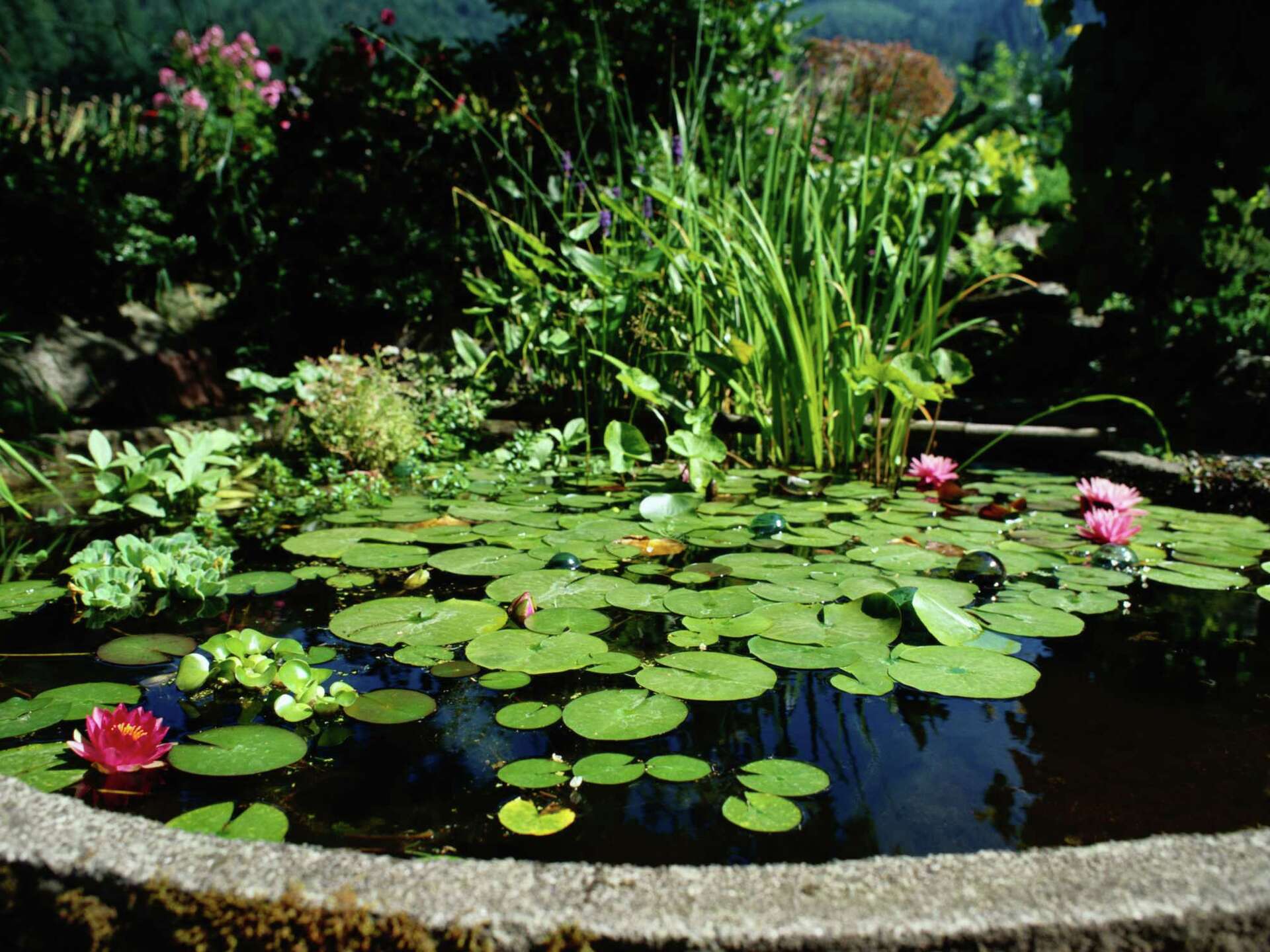 How to Make a Lily Pond Step-by-Step