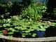 How to Make a Lily Pond Step-by-Step