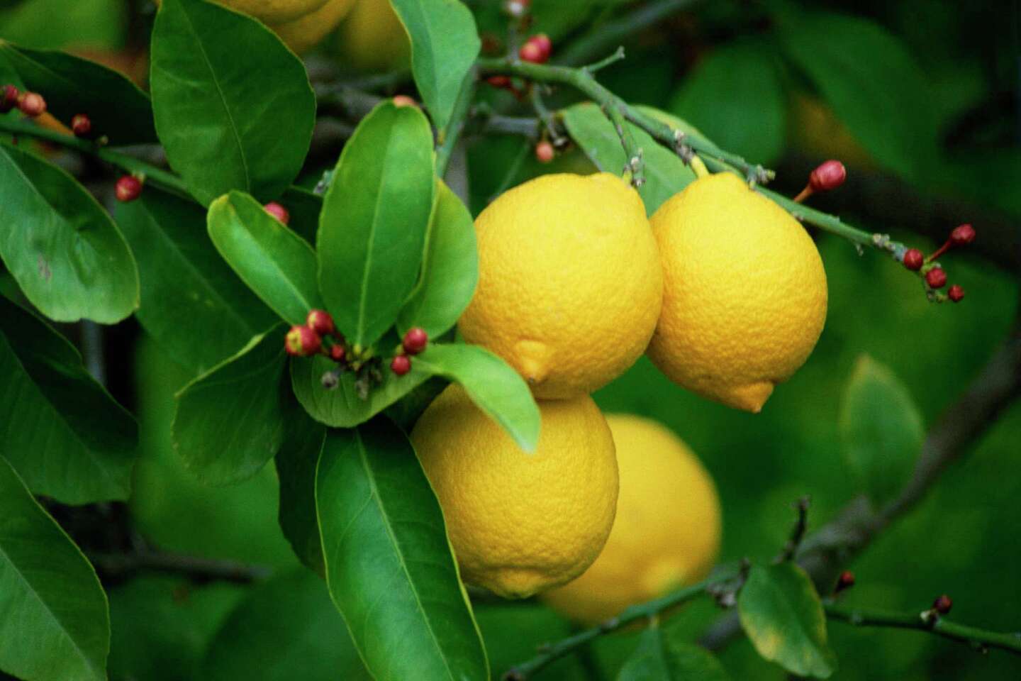 How Long Does It Take for Lemons to Ripen on a Lemon Tree?