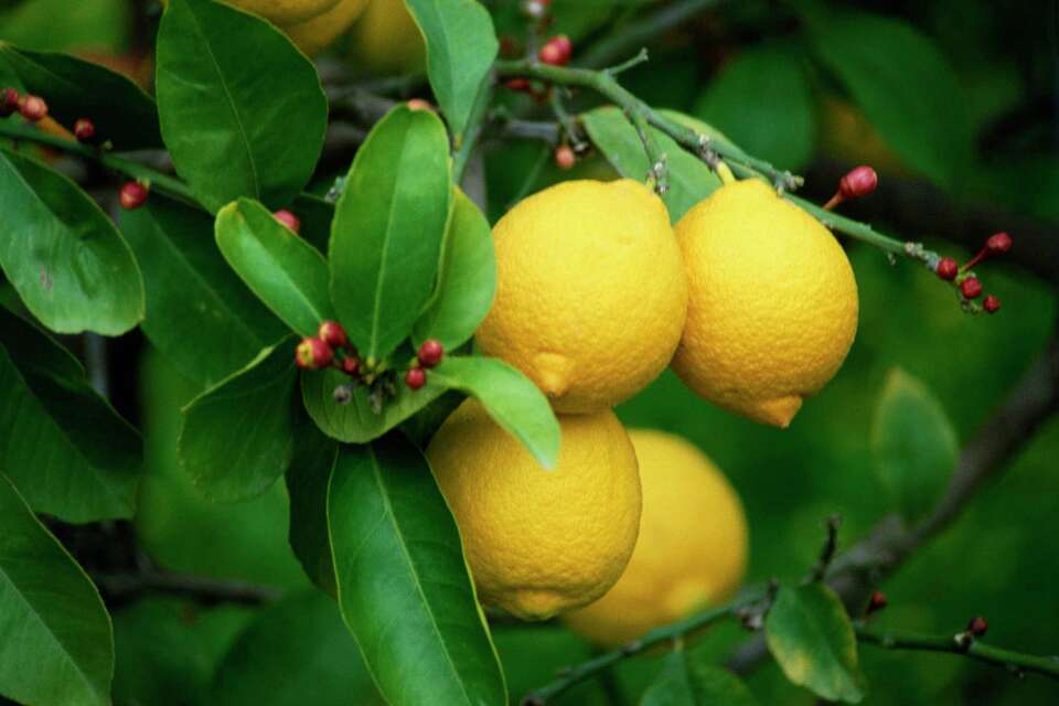 How Long Does It Take for Lemons to Ripen on a Lemon Tree?