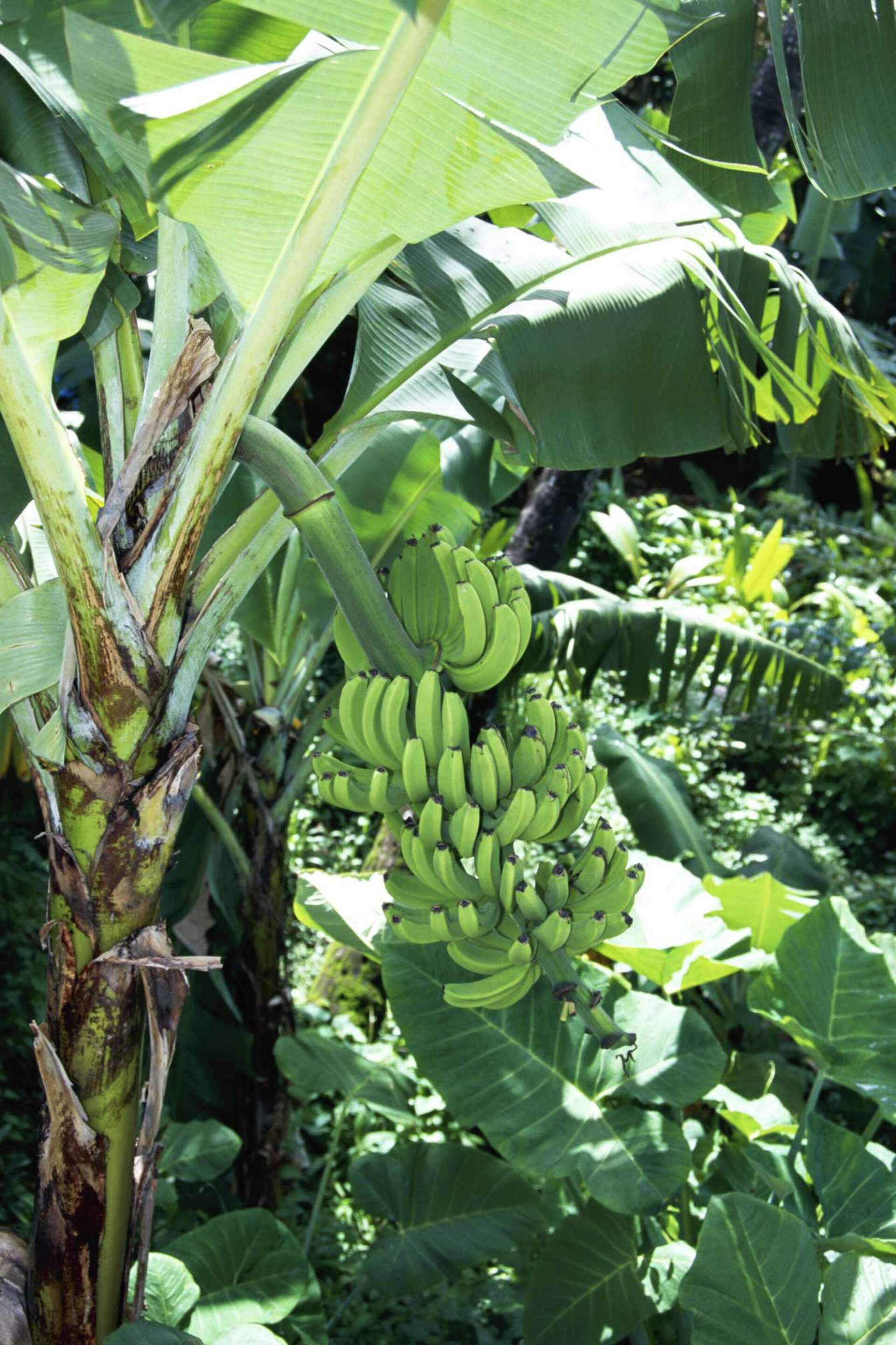 Musa Dwarf Banana Care