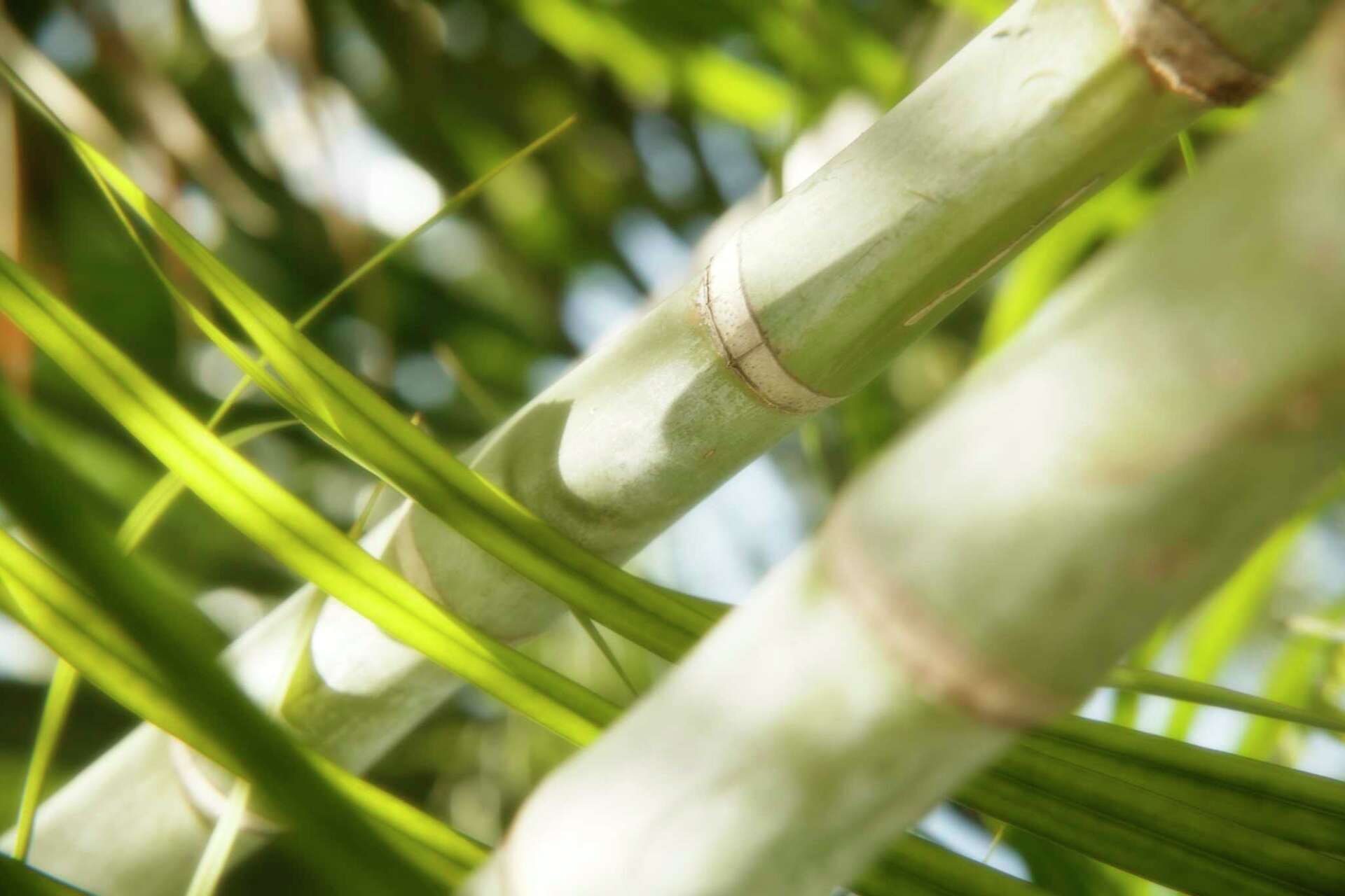 Chemicals to Kill Bamboo