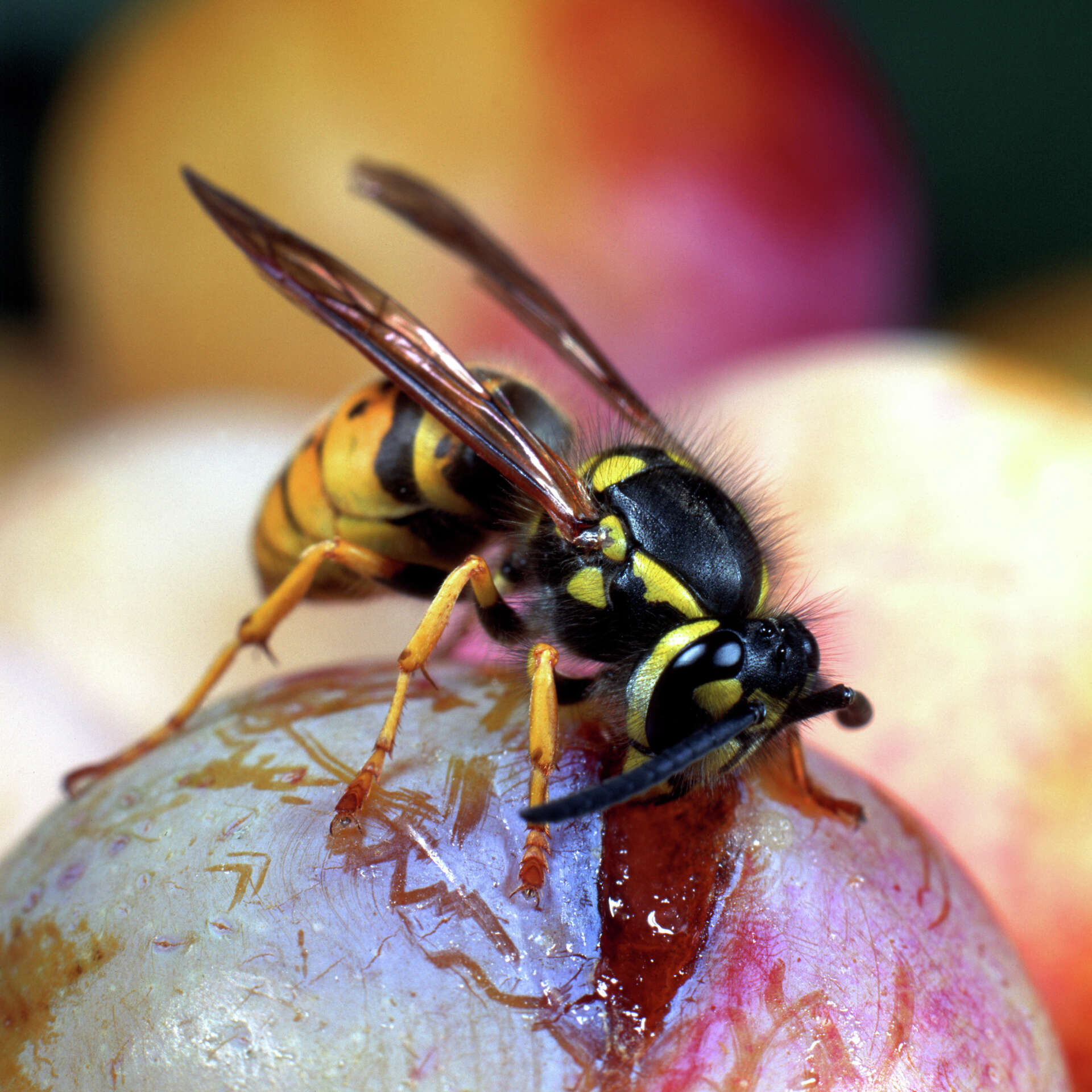 Yellow Jackets & the Safest Time to Mow Grass
