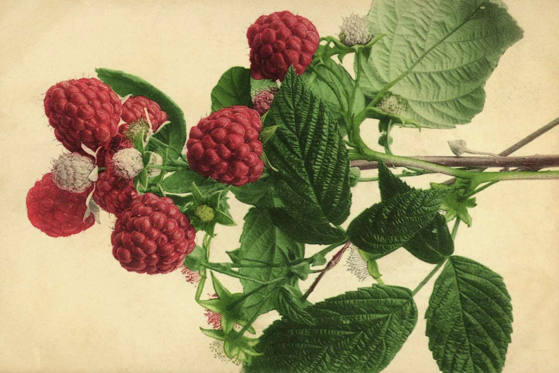Chemicals That Get Rid of Wild Raspberries