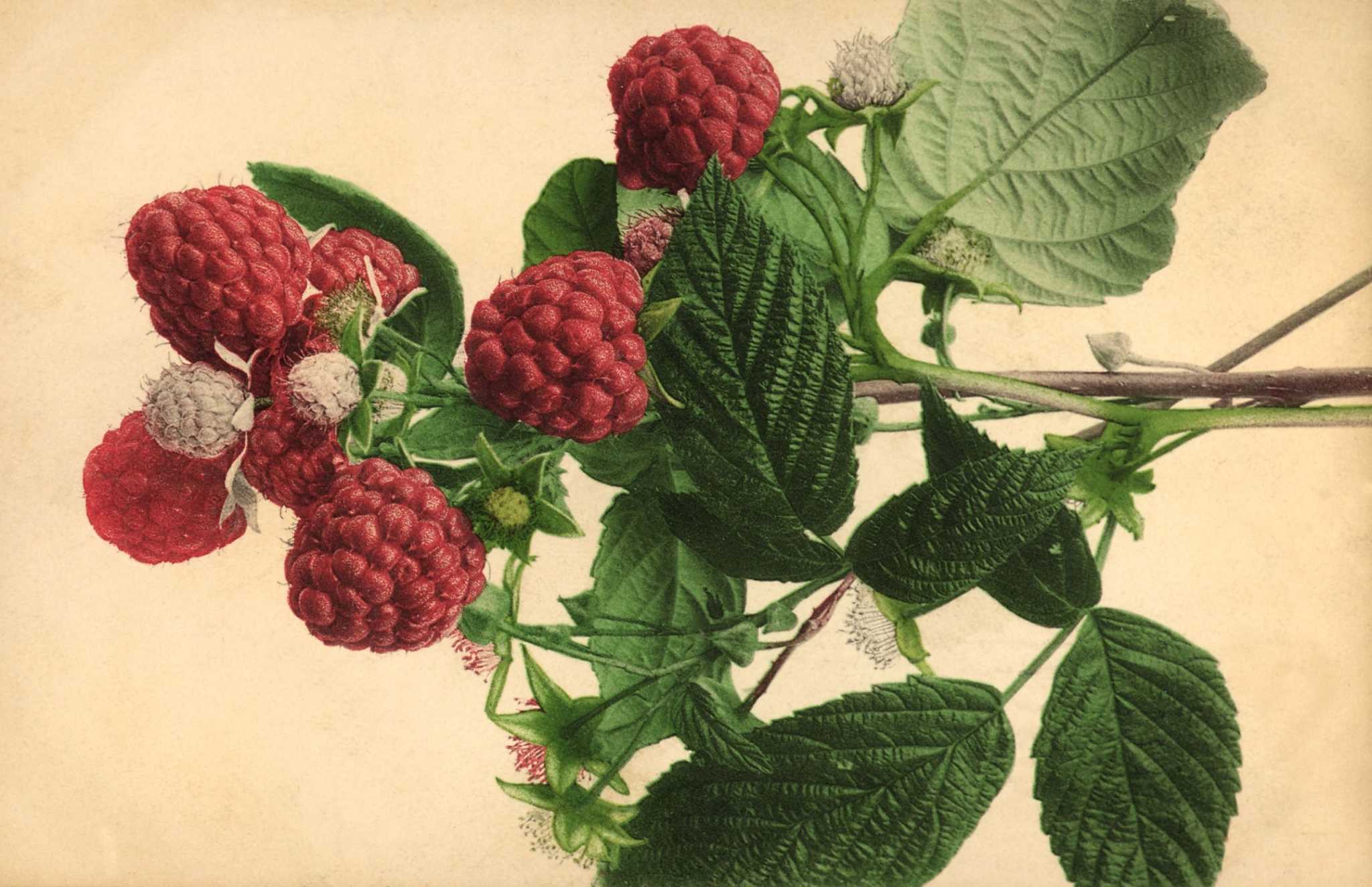 Chemicals That Get Rid of Wild Raspberries