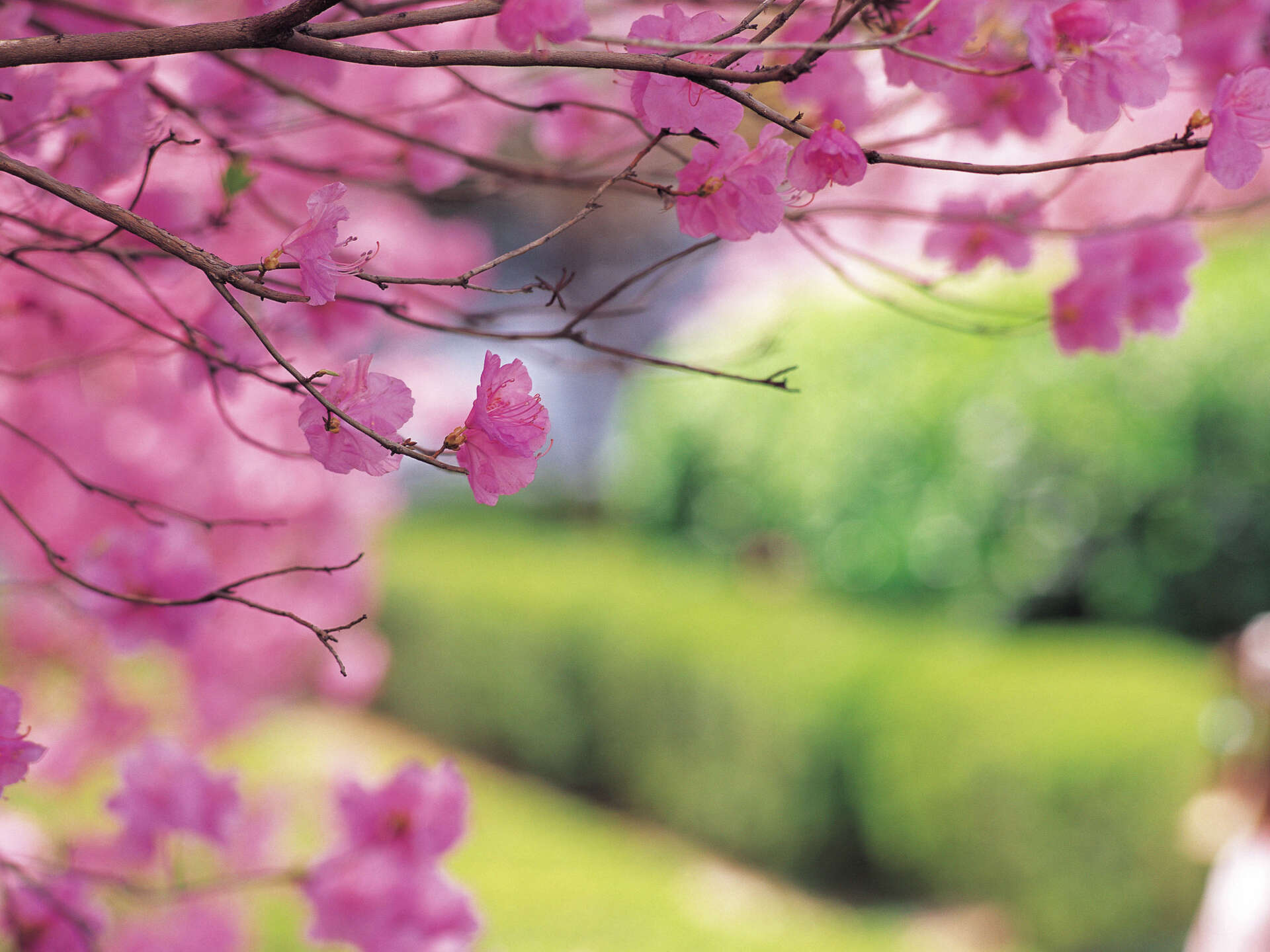 Ants in Cherry Trees