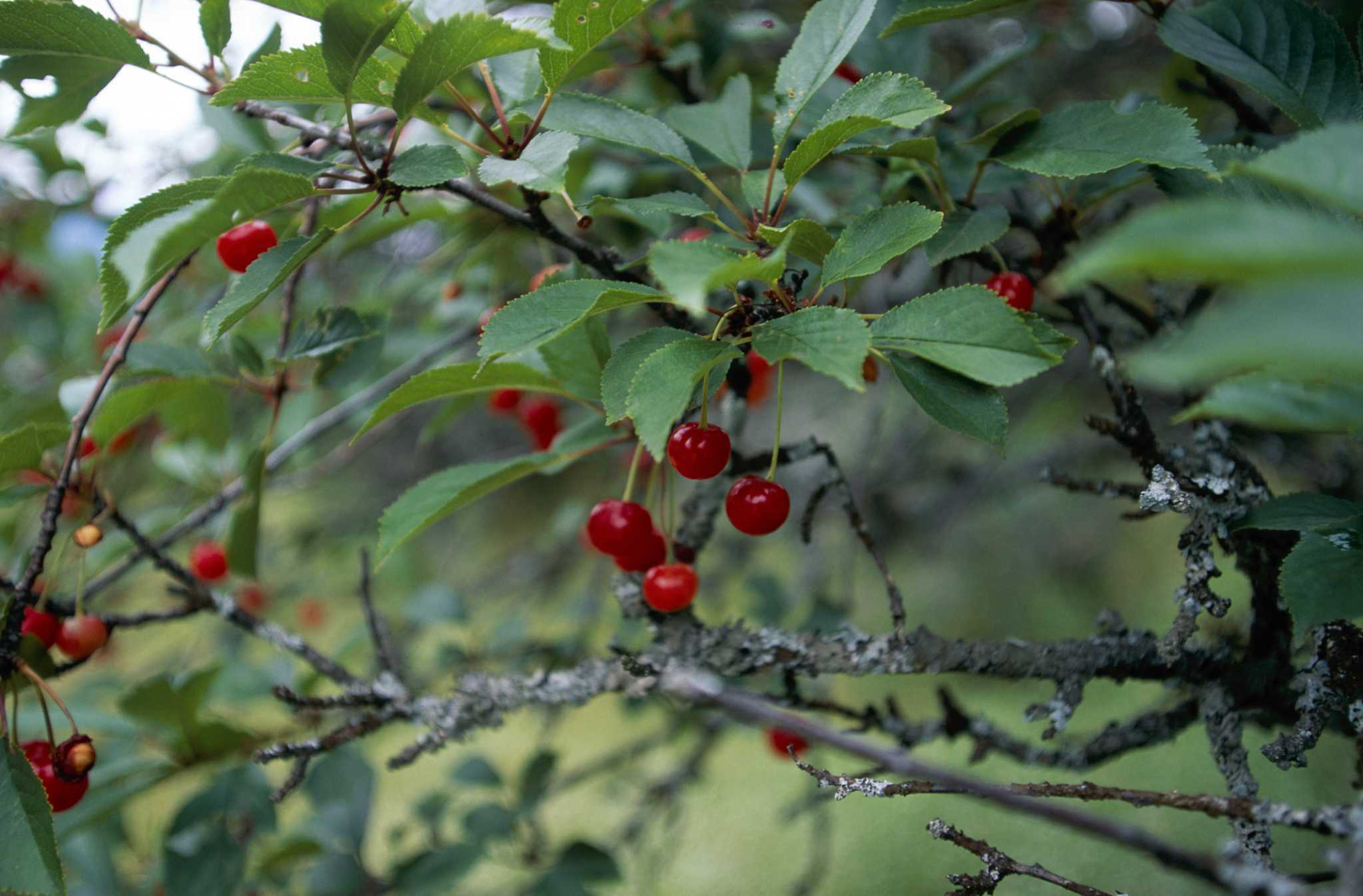 What Causes Cherry Tree Leaves to Shrivel?