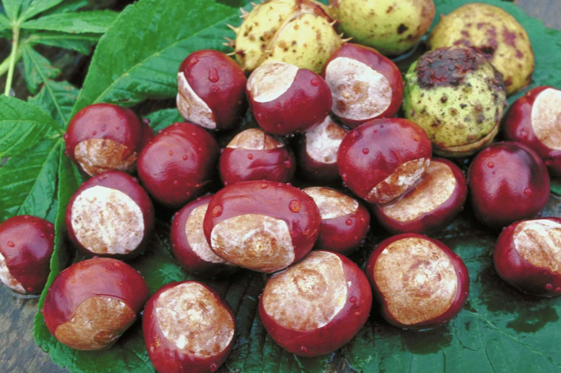 How to Germinate Chinese Chestnuts