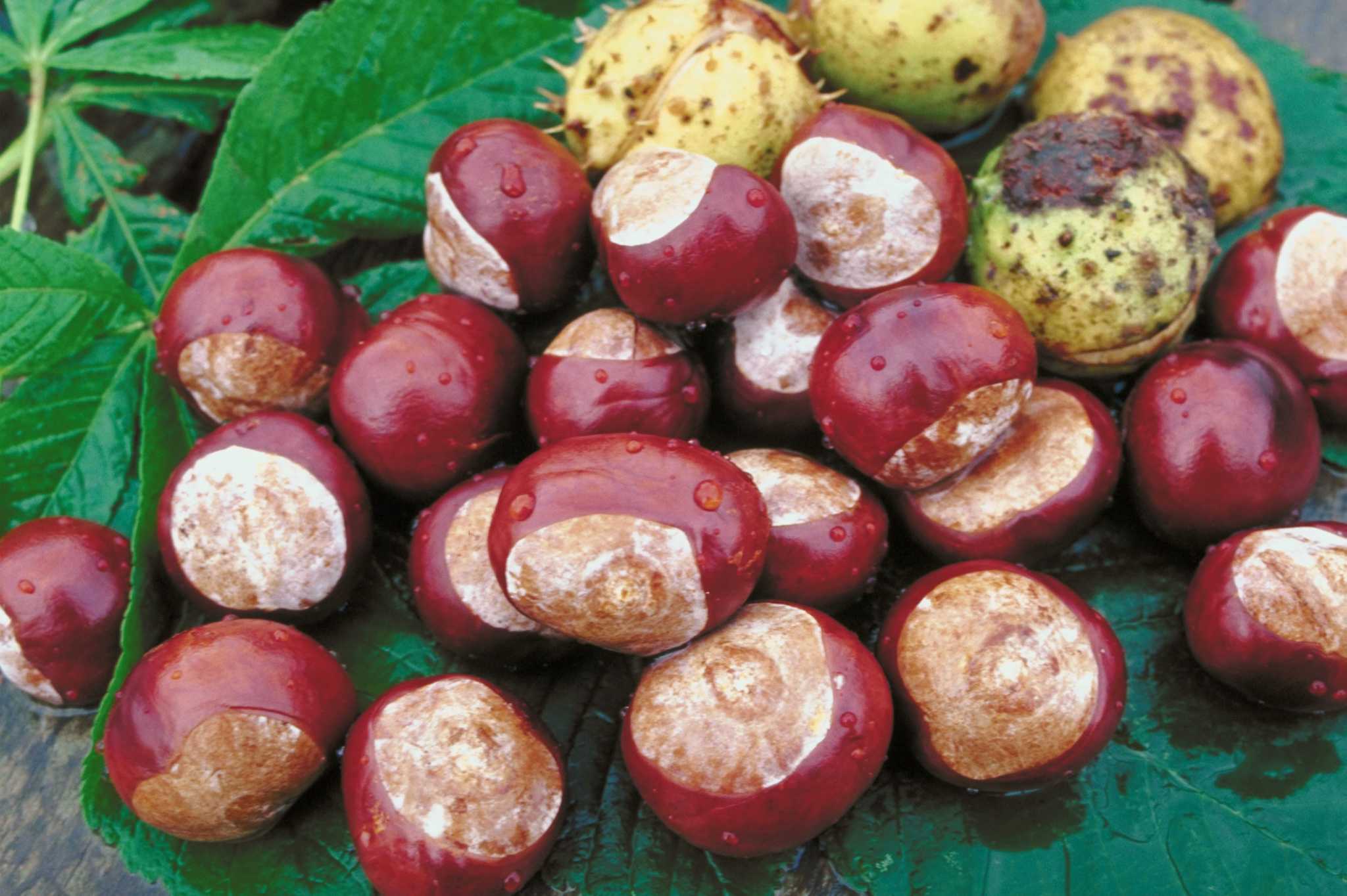 How to Germinate Chinese Chestnuts