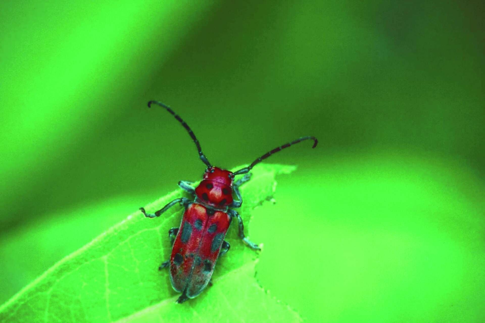 Chewing Insects & Perennials