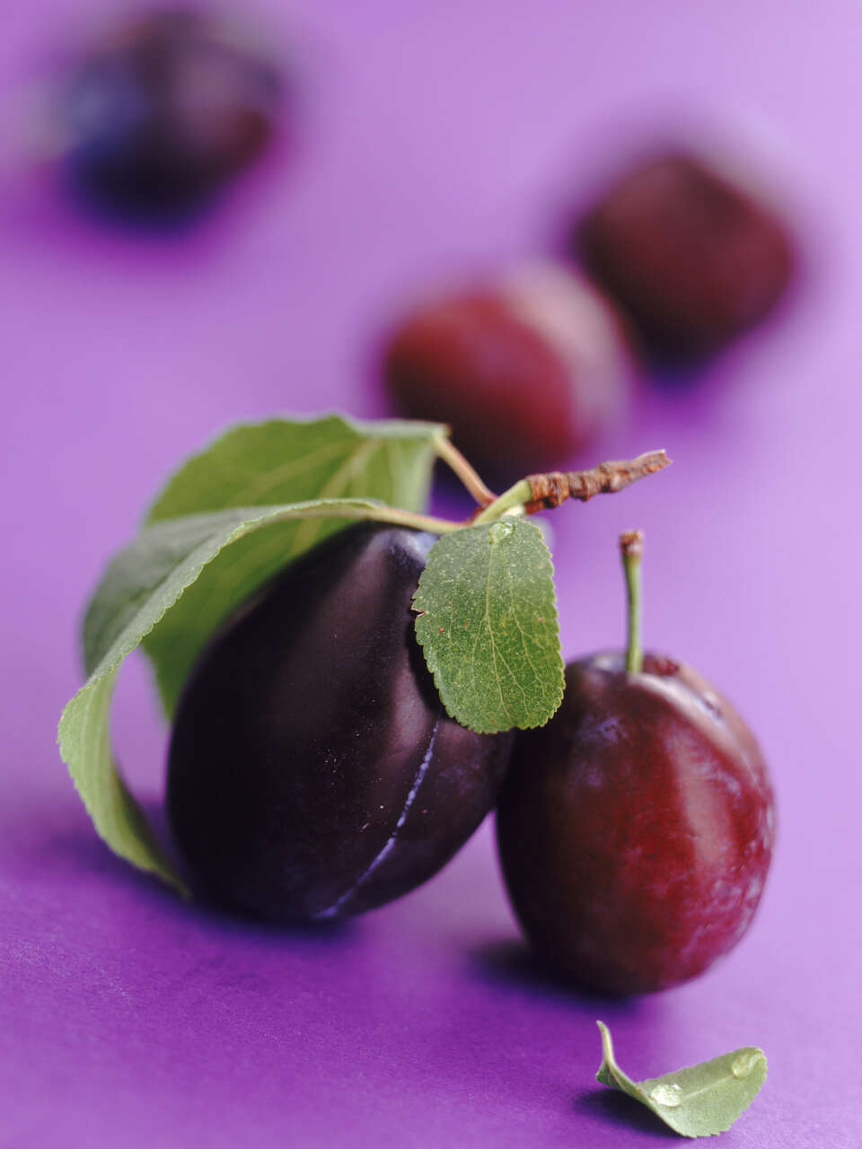 How to Propagate Italian Prune Seed