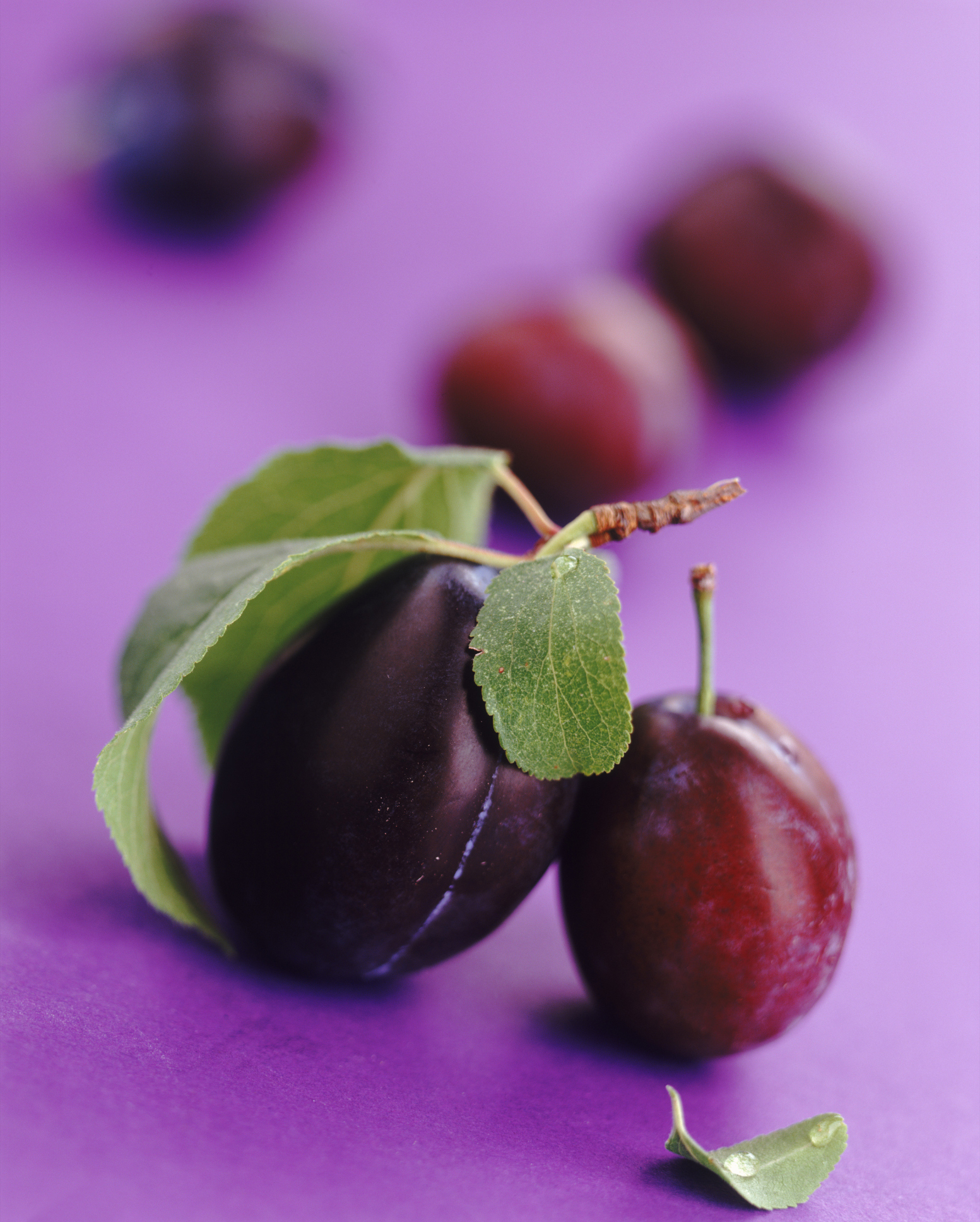 How to Propagate Italian Prune Seed