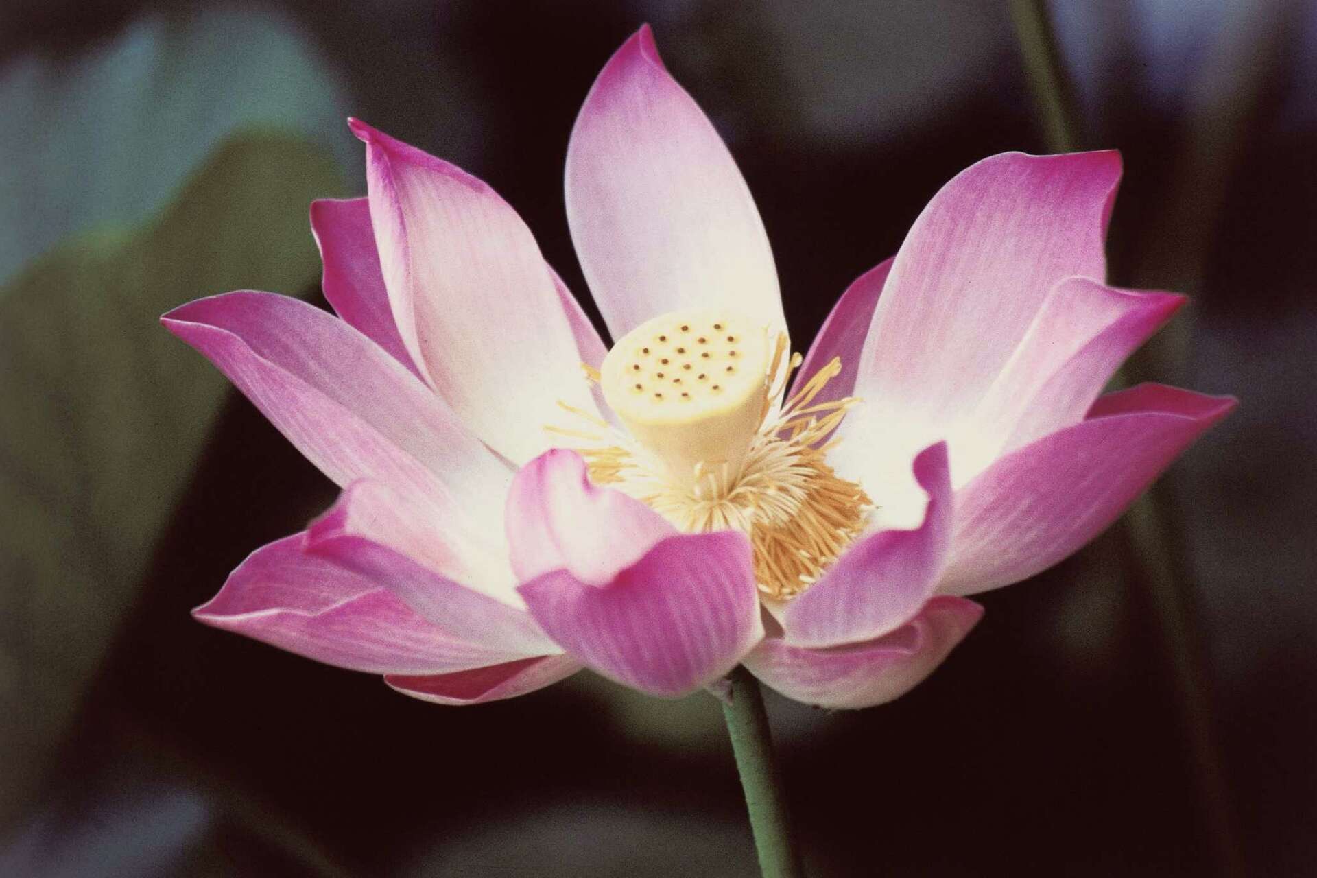 How Does Lotus Pollinate?
