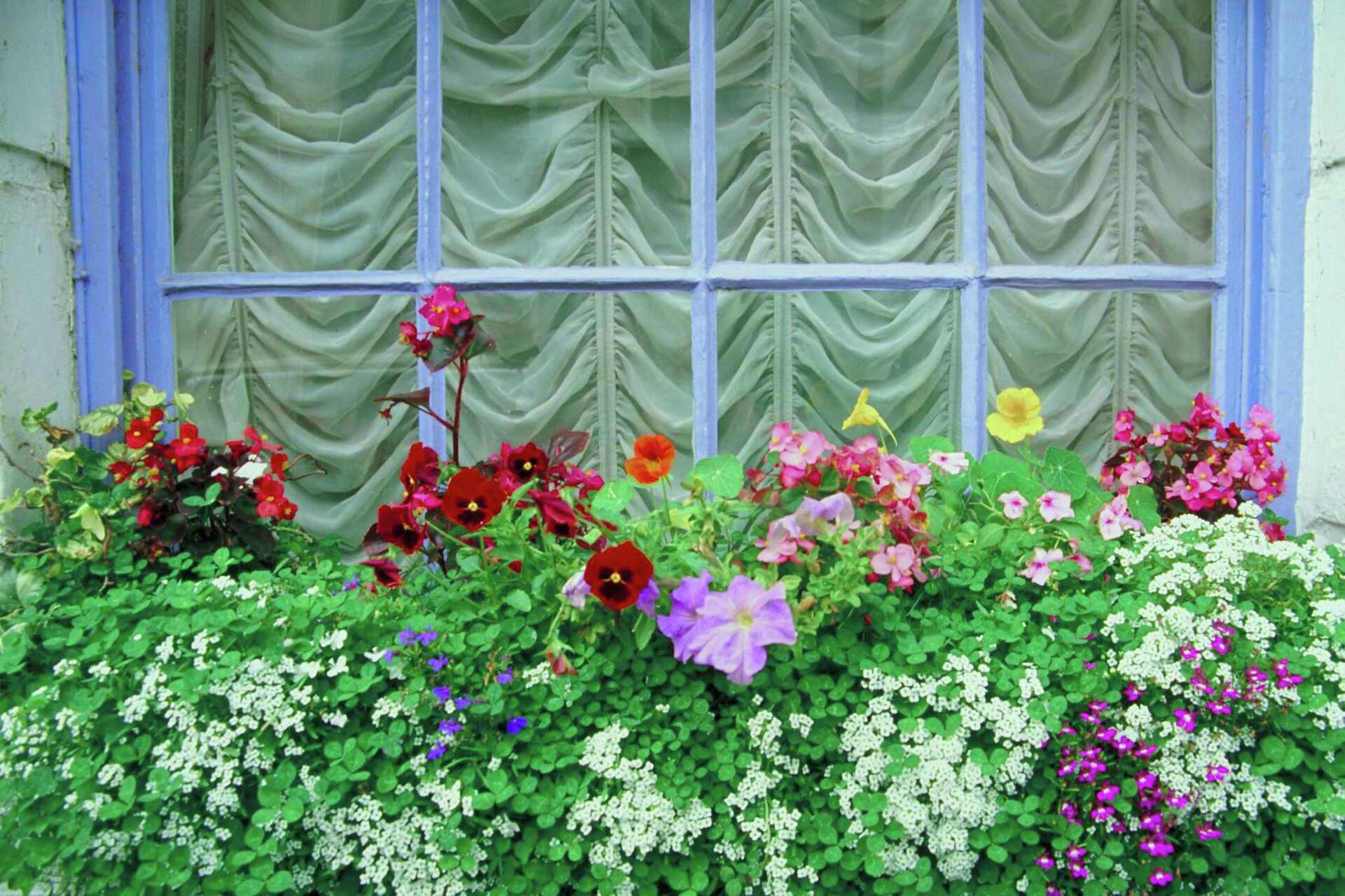 The Best Plants for a French Window Box