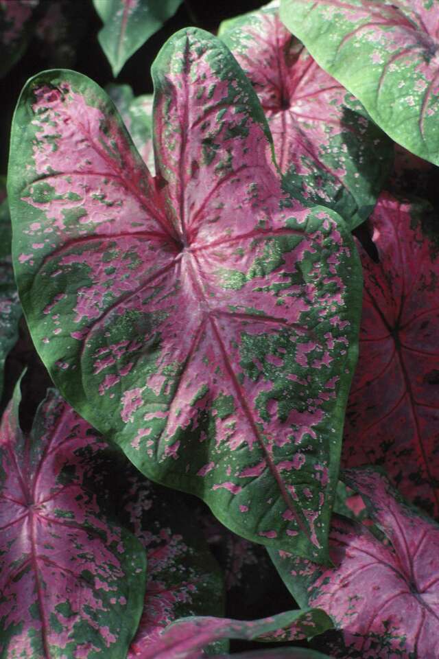 How to Arrange Caladiums in a Flower Bed