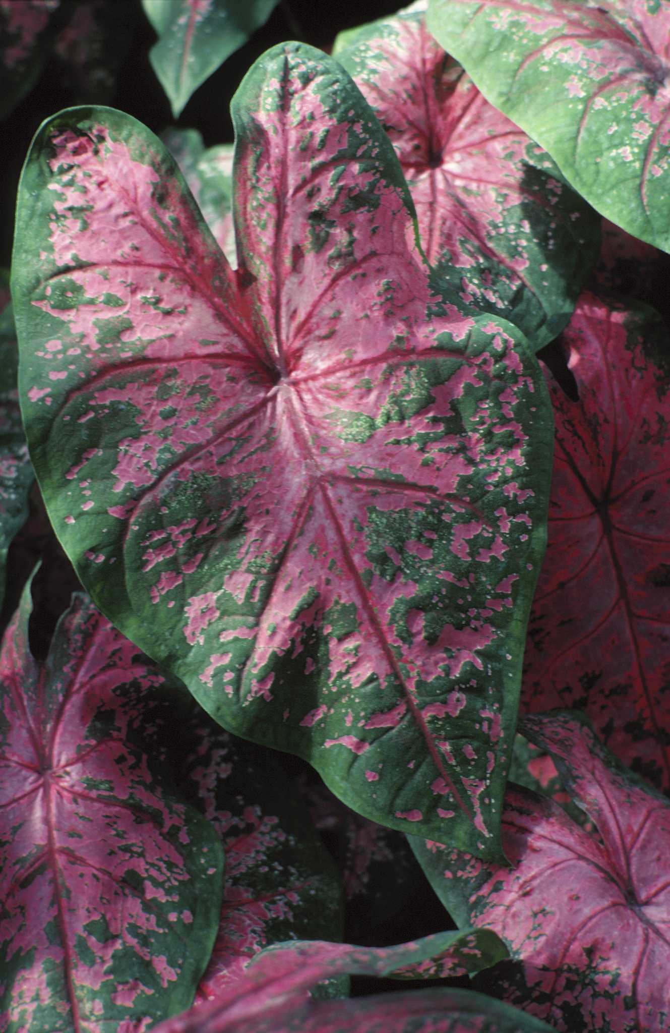How to Arrange Caladiums in a Flower Bed
