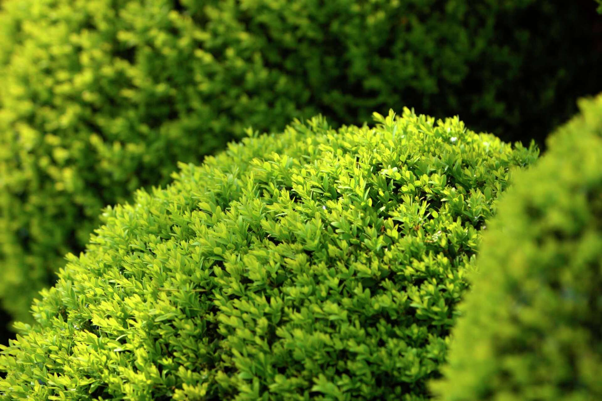 How to Use Shrubs to Hide a Well