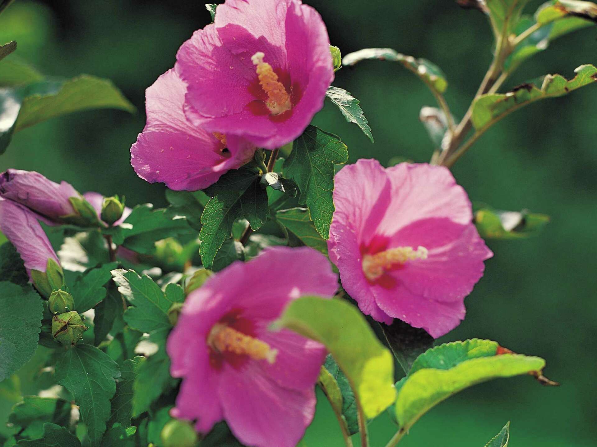 List of Dwarf Hollyhocks