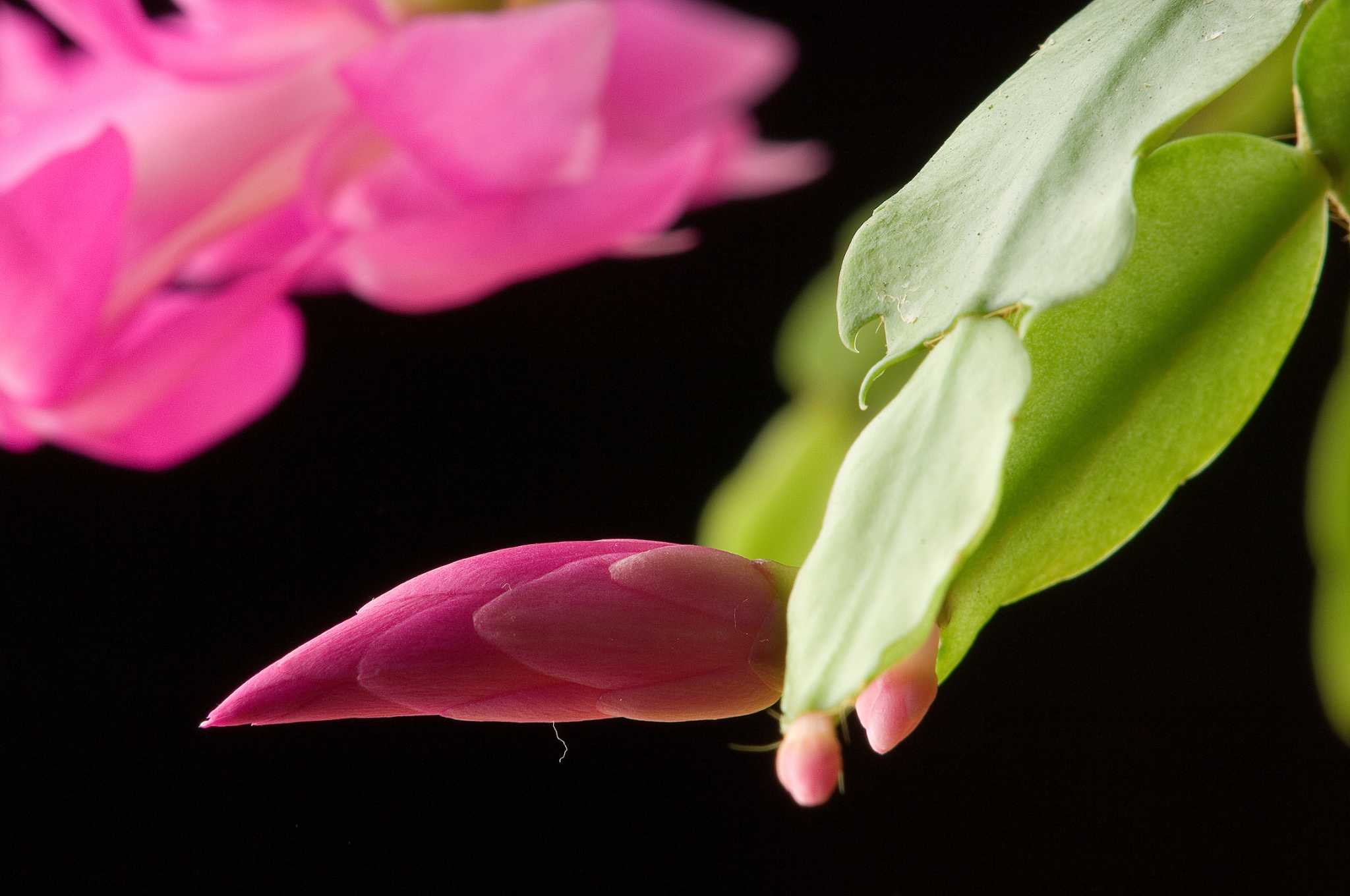 Varieties of Christmas Cactus
