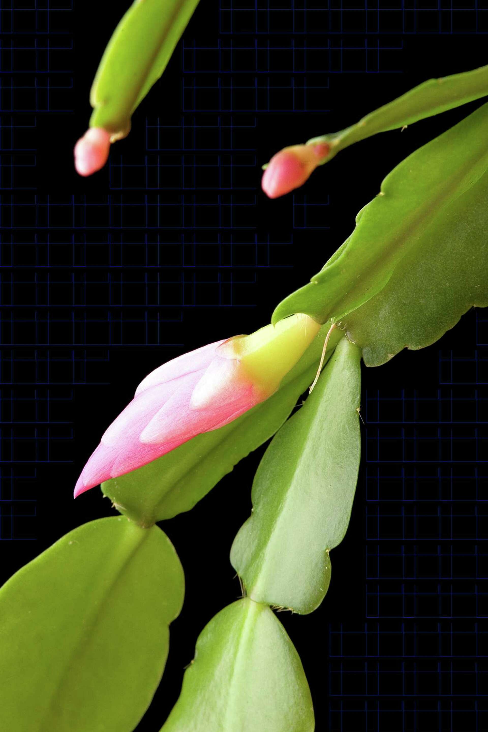 How to Propagate Zygocactus
