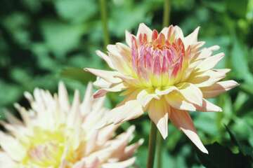 Perennials for Alkaline Soils