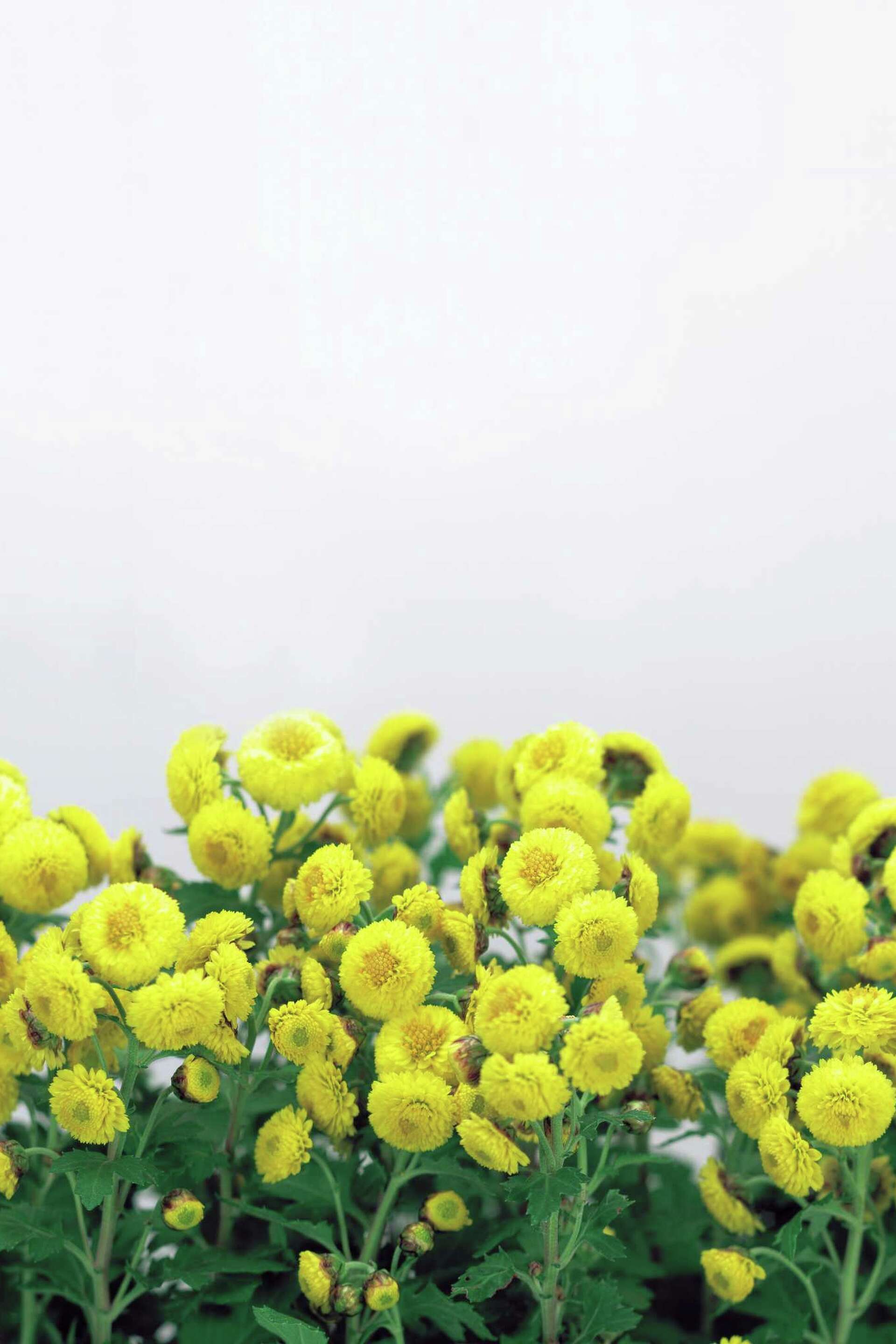 How to Keep Mums Alive Inside